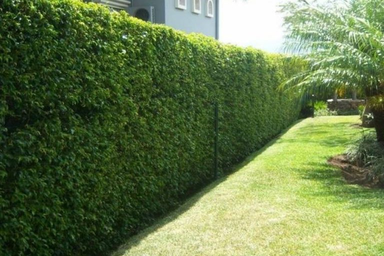 Poda de setos y requisitos para su plantación - Ajardina