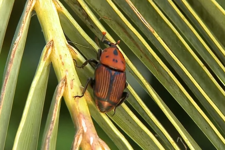 El picudo rojo: el enemigo de las palmeras - Ajardina