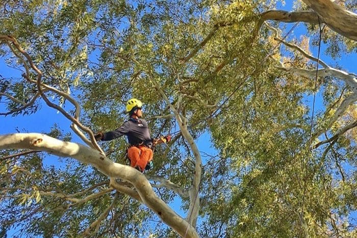 ¿Por qué es importante podar los árboles? - Ajardina