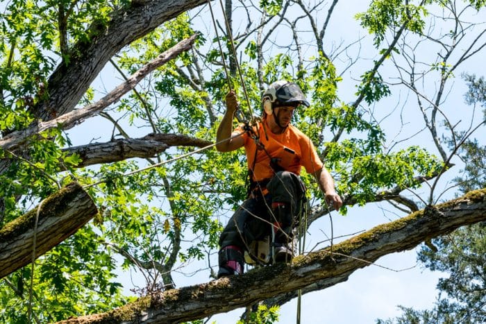 Reglas básicas de la poda de árboles - Ajardina